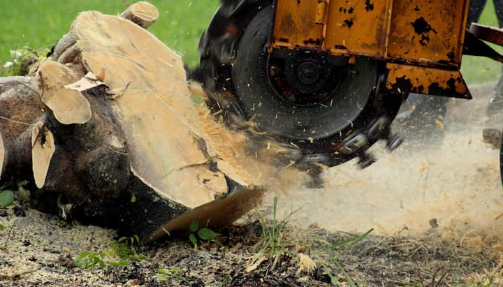 Professional Tree Removal Service in Cedar Park